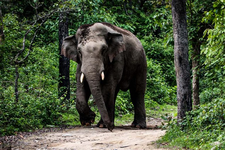 old man died in an elephant attack in West Midnapore