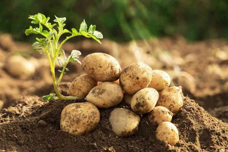 Singur to make potato corridor of West Bengal